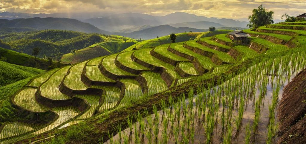 Rizières - I don't know - 2019-11-18 - Objectif Photos Nature