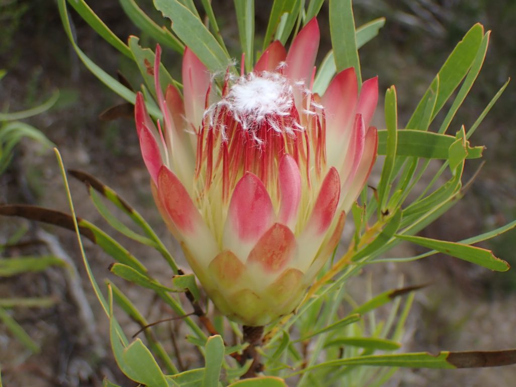 Protea sp. - Hankey, Eastern Cape, South Africa - 2020-01-25 - Objectif ...