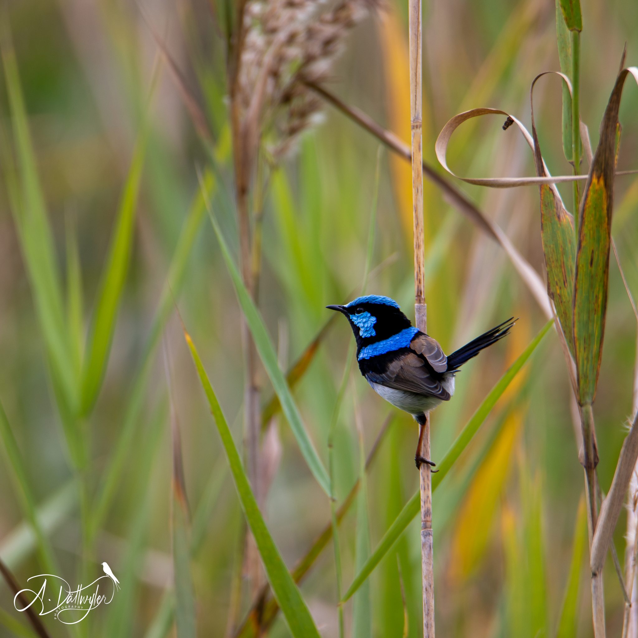 Malurus cyaneus - Sydney, Australia - 2020-05-09 - Objectif Photos Nature