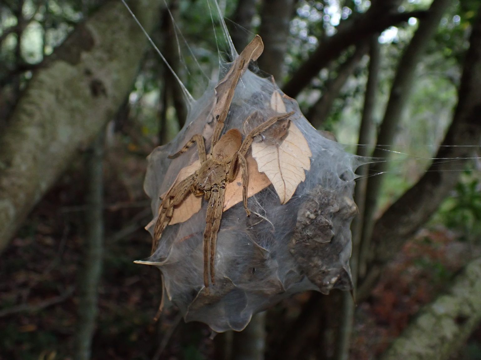 Palystes castaneus - Newlands Forest, Cape Town, Afrique du Sud - 2020 ...