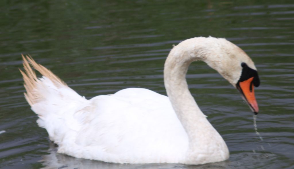 Cygnus olor - Haute Marne - 2022-09-08 - Objectif Photos Nature