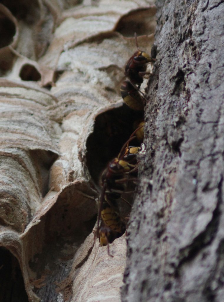 Vespa crabo - Haute Marne - 2022-09-05 - Objectif Photos Nature